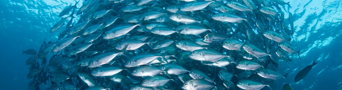 Sustainable Development Goal 14 - Life below water