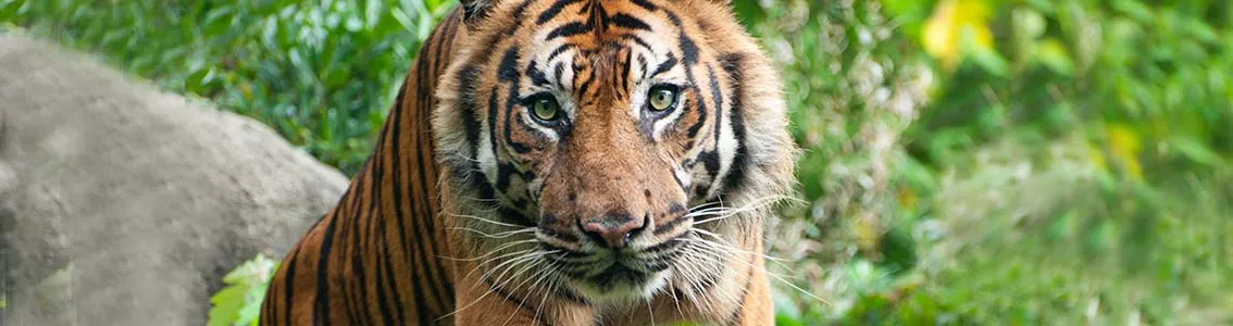 Sustainable Development Goal 15 - Life on land